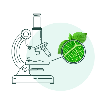 SingularTea – Personalized Herbal Remedies